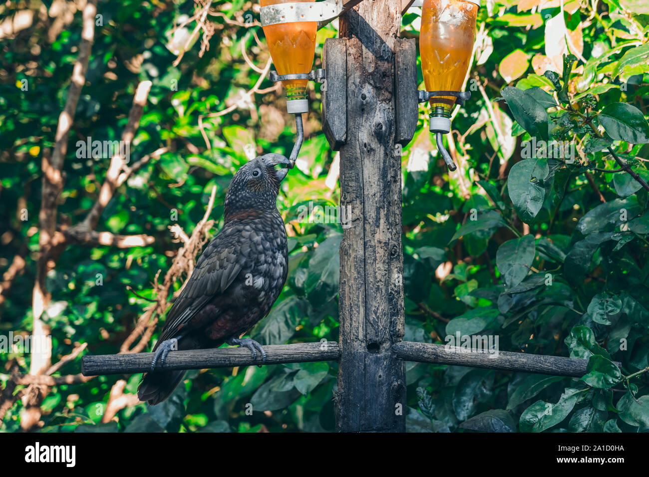Backyard brid hi-res stock photography and images - Alamy