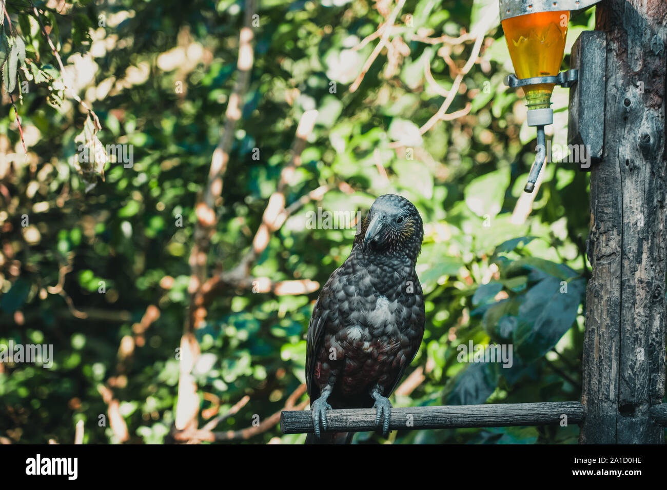 Portrait kaka animal bird hi-res stock photography and images - Alamy