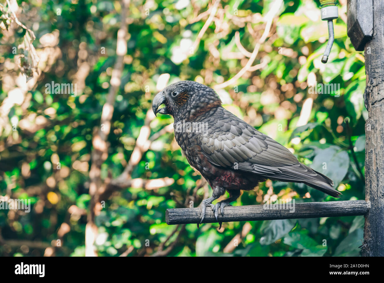 Kaka brid in New Zealand Stock Photo - Alamy