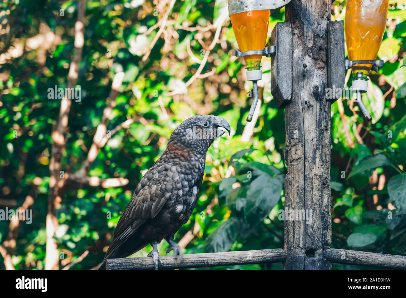 Kaka brid in New Zealand Stock Photo - Alamy