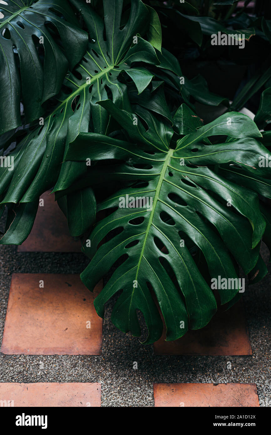 Green Bon tree leaves in tropical brown brick walkway Stock Photo - Alamy