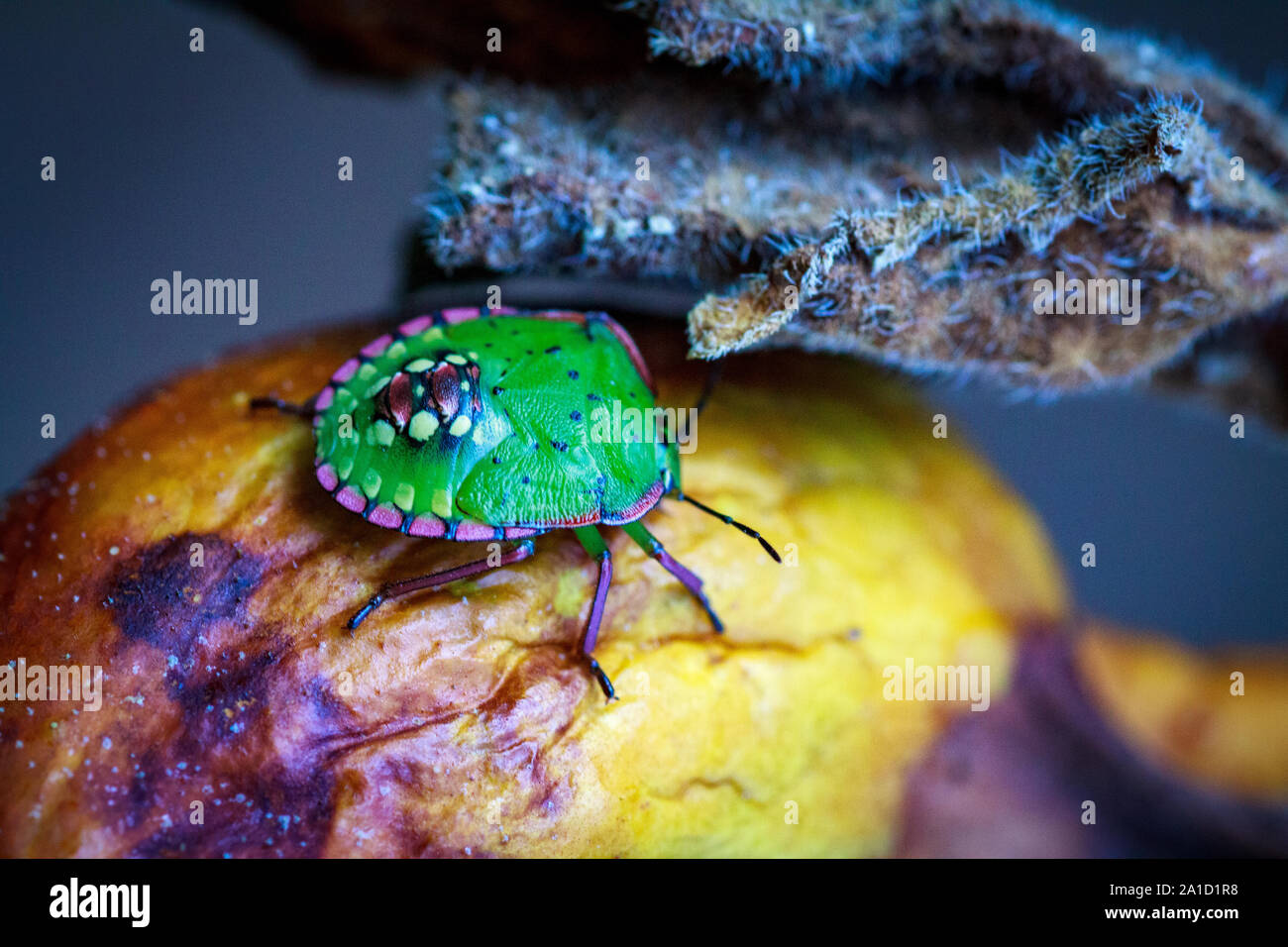 Nezara viridula Green beetle pest of gardens spoiling leaves and fruits ...