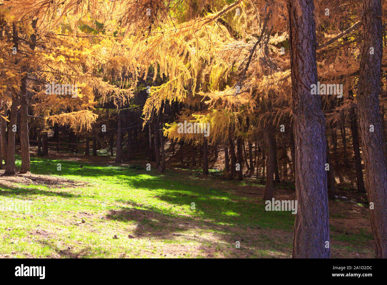 Autumn forest. Beautiful trees of lilacs. Bright natural colors ...