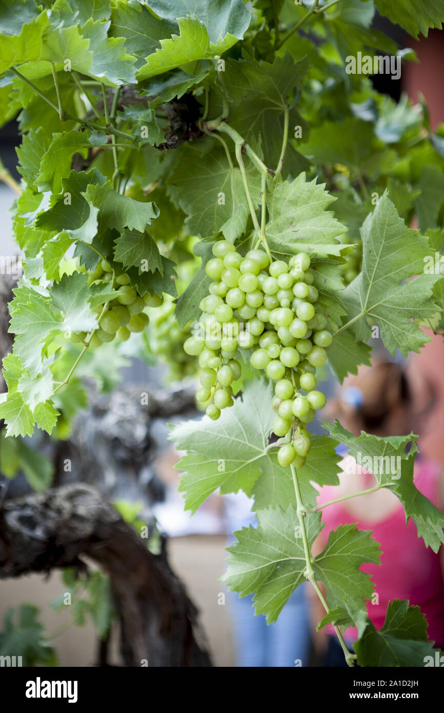 White raisin plant hi-res stock photography and images - Alamy