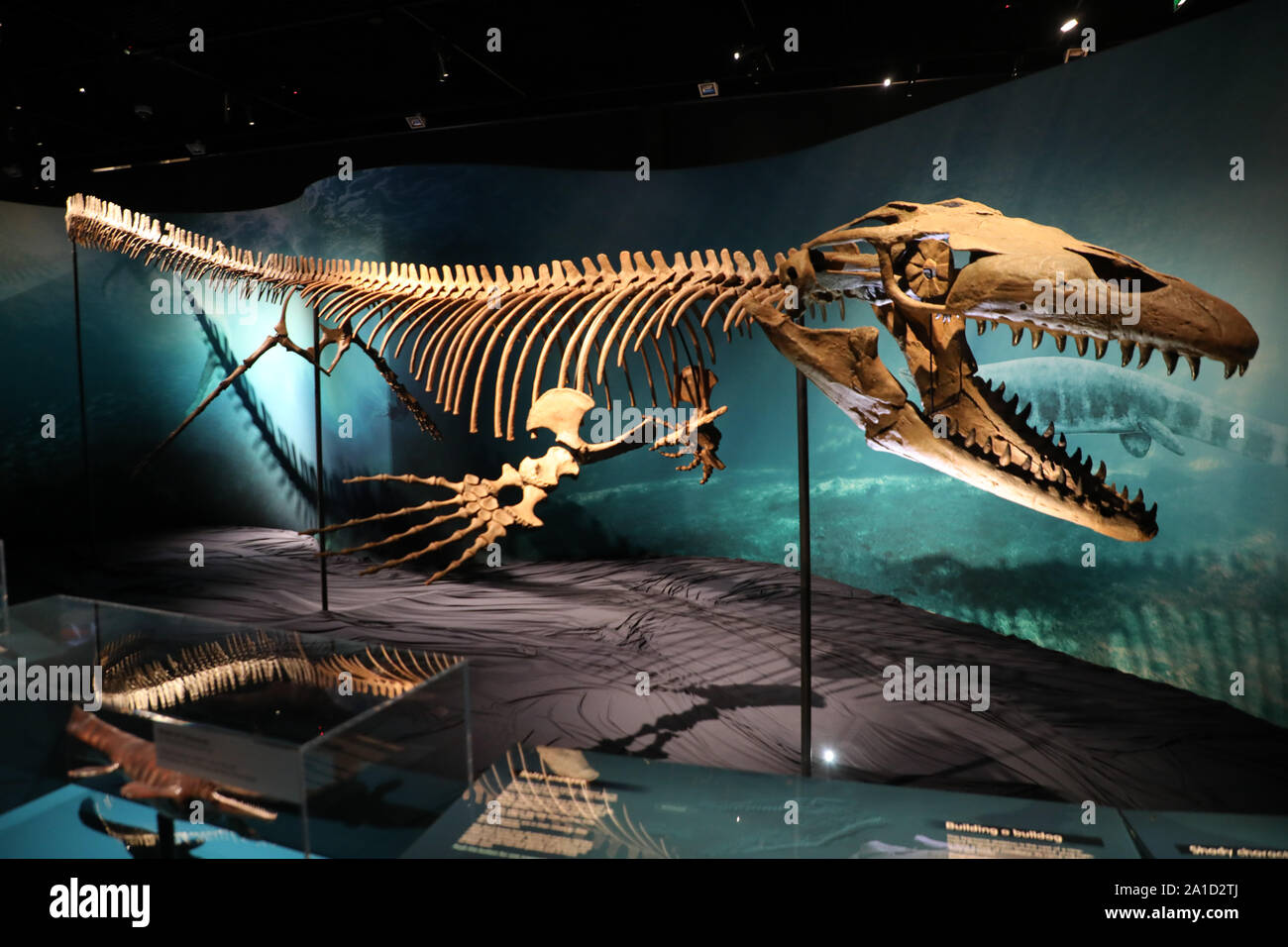 Prehistoric sea monsters hi-res stock photography and images - Alamy