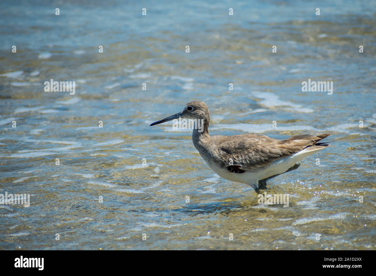 A Willet Bird in Padre Island NS, Texas Stock Photo - Alamy