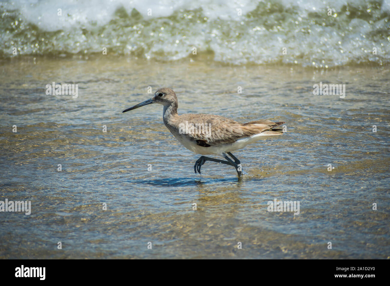 A Willet Bird in Padre Island NS, Texas Stock Photo - Alamy
