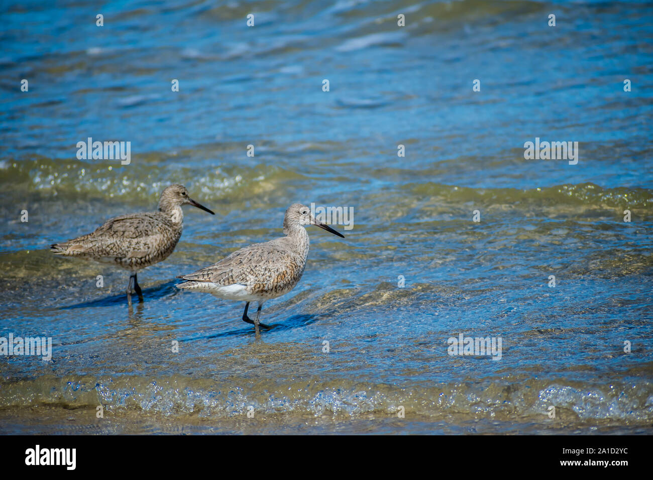 A Willet Bird in Padre Island NS, Texas Stock Photo - Alamy
