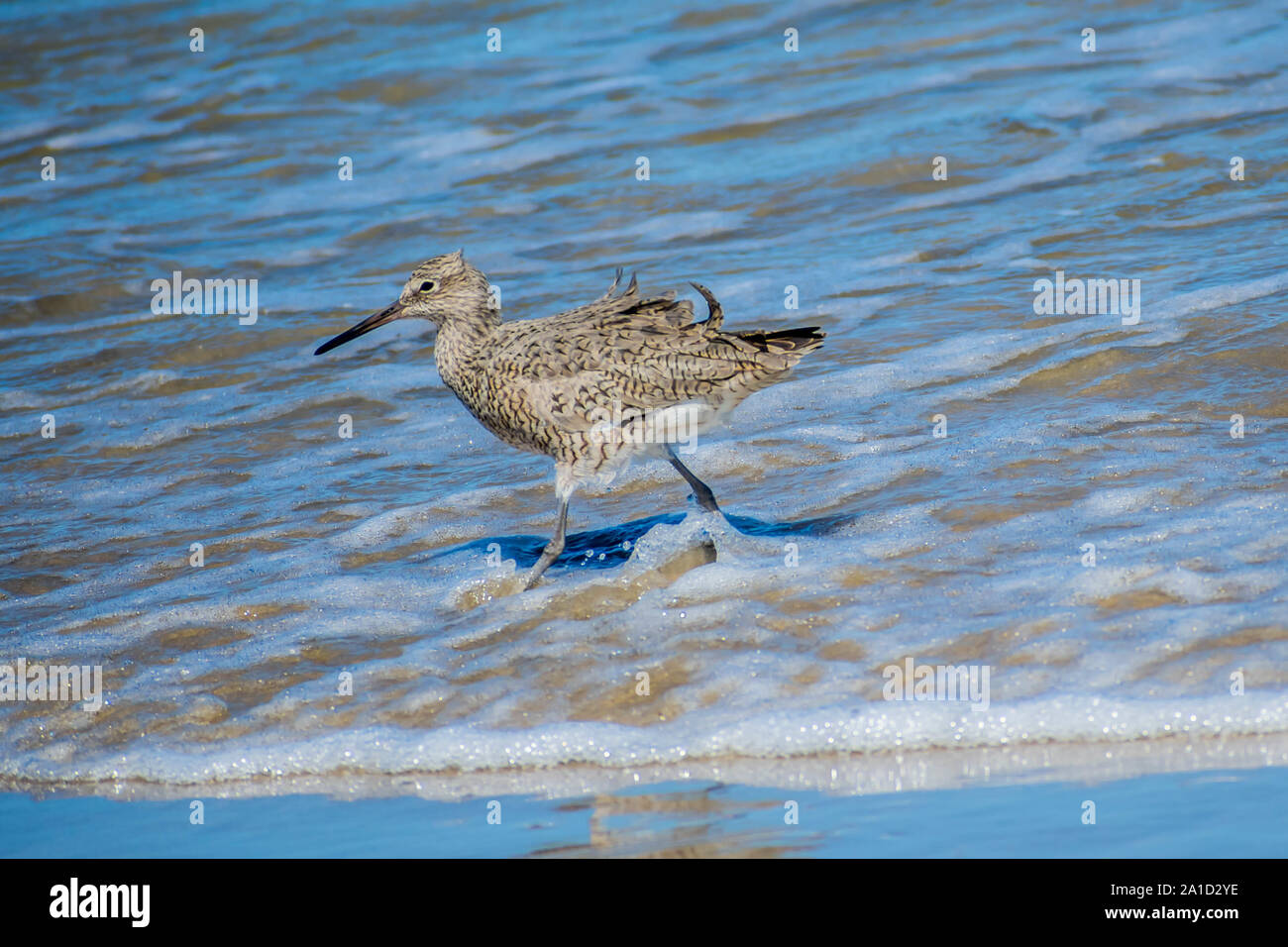 A Willet Bird in Padre Island NS, Texas Stock Photo - Alamy