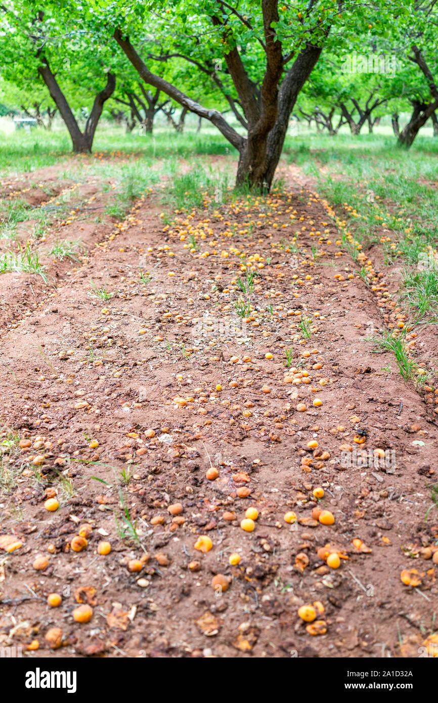 Vertical view of ripe overripe spoiled rotten apricots fruit on ground ...