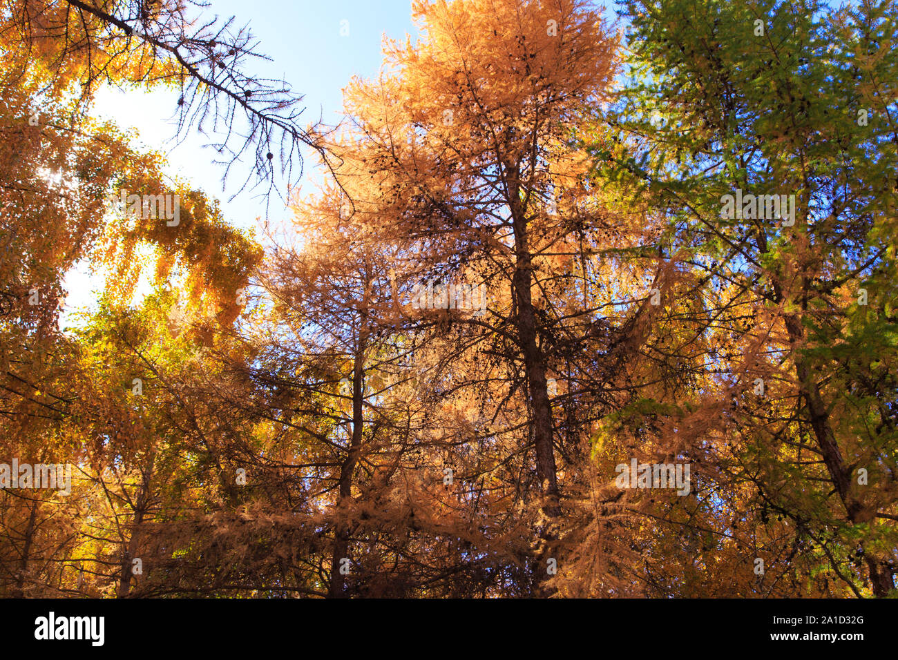 Autumn forest. Beautiful trees of lilacs. Bright natural colors ...