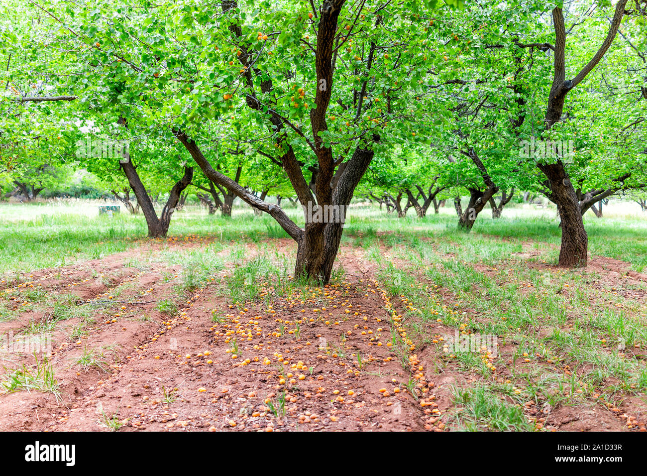 Decaying fruit tree hi-res stock photography and images - Alamy