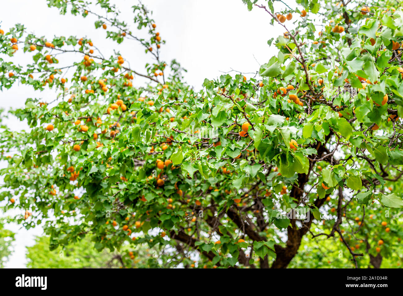 Low hanging tree branches hi-res stock photography and images - Alamy