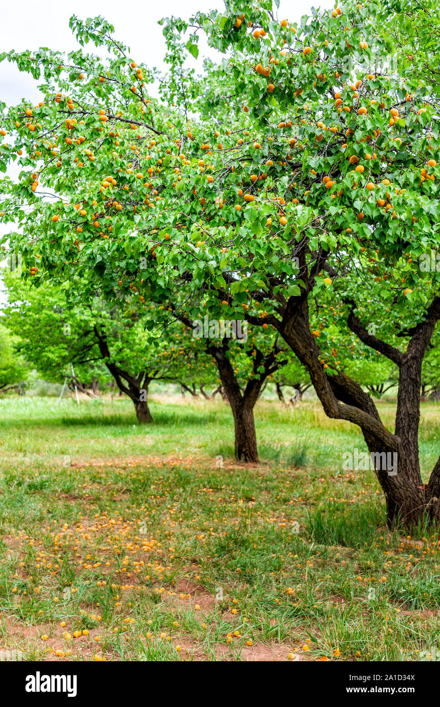 Vertical view of ripe overripe spoiled rotten apricots fruit on ground ...