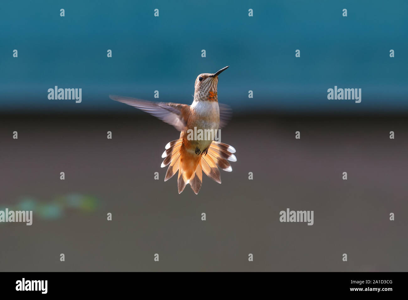 flying rufous hummingbird at Vancouver BC Canada Stock Photo - Alamy
