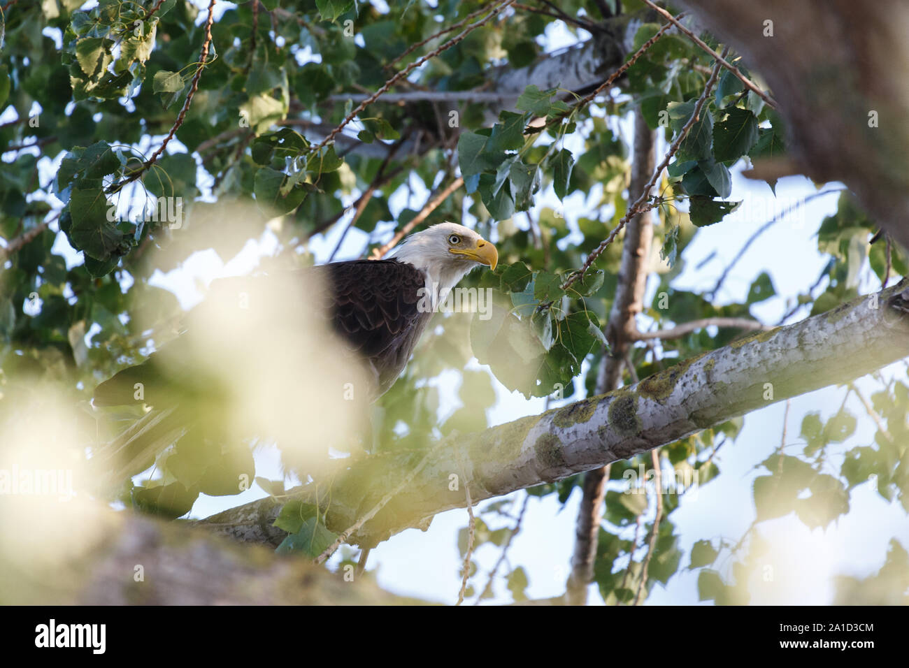 Vancouver nature hi-res stock photography and images - Alamy