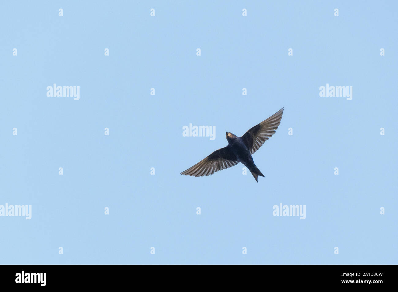 flying Purple martin at Vancouver BC Canada Stock Photo - Alamy