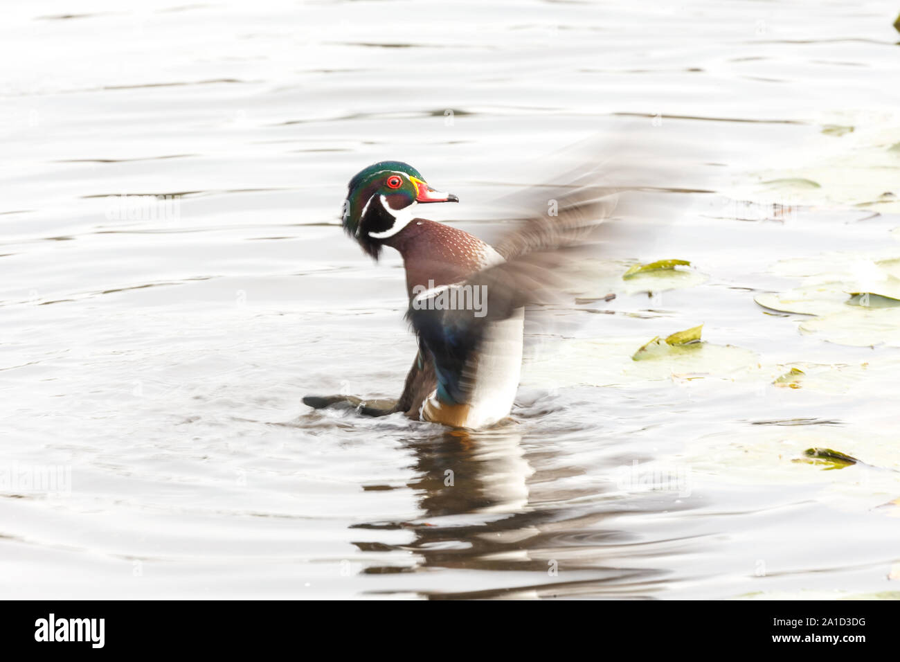 Wood duck flying hi-res stock photography and images - Alamy
