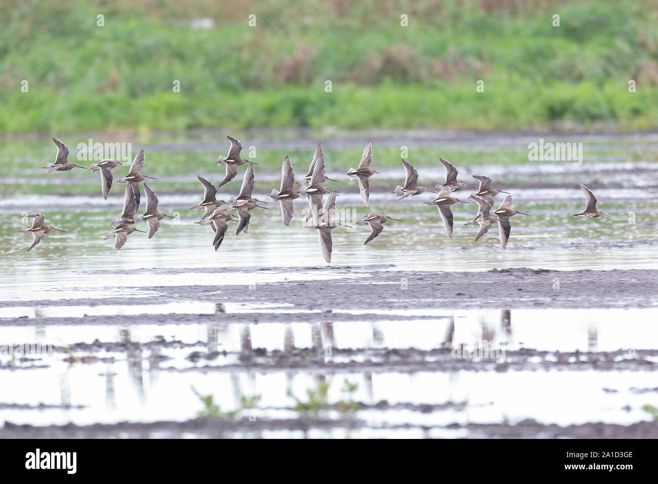 flying long billed dowitcher at Vancouver wet land , BC Canada Stock ...