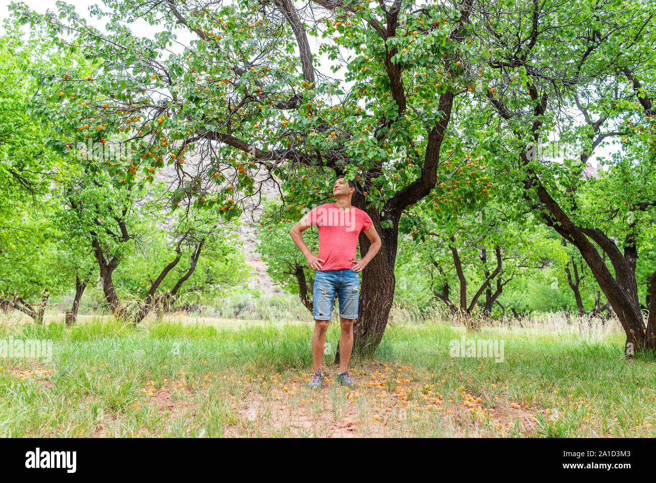 Apricots trees rows with man standing in orchard under green lush ...