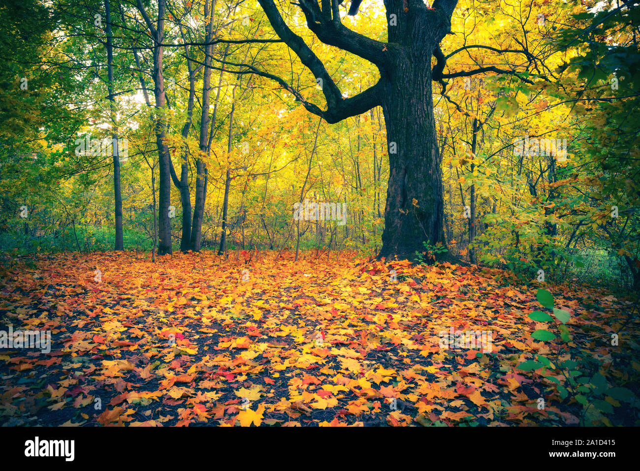 Vibrant foliage in autumn forest Stock Photo - Alamy