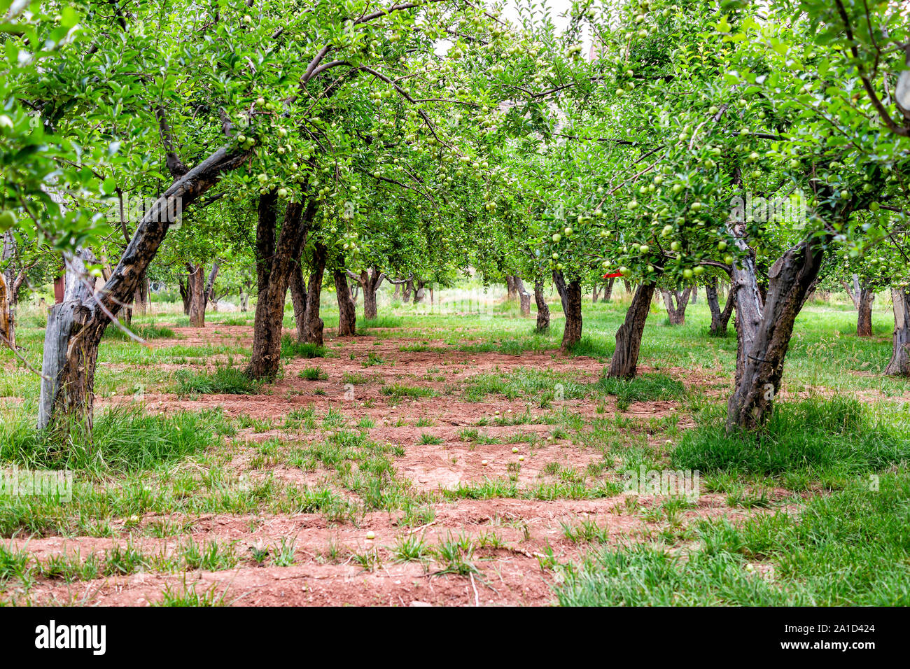 Hanging unripe green apples fruit for picking on tree rows in orchard ...