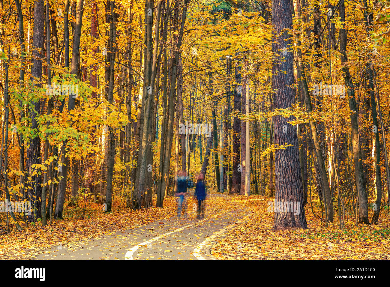 Park tree pathway hi-res stock photography and images - Alamy