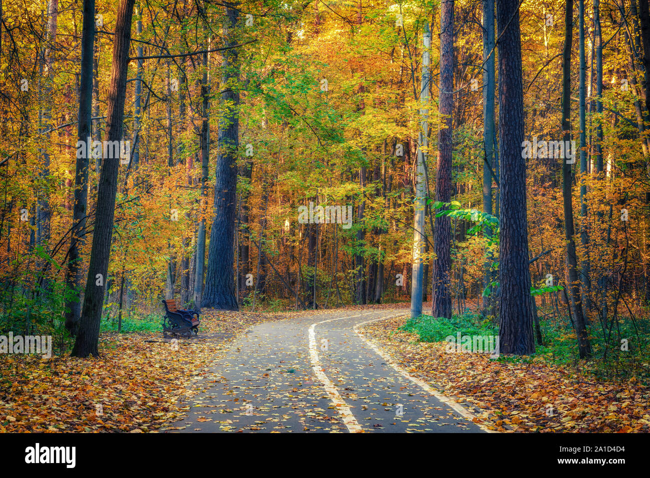 Pathway in autumn forest Stock Photo - Alamy