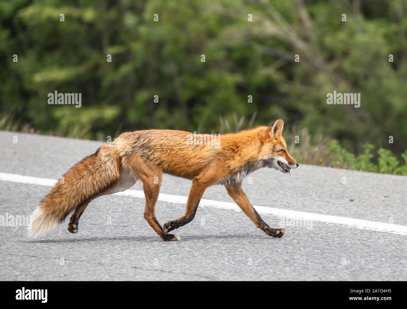 Red fox with mouse in its mouth struts across the road in Whitehorse ...