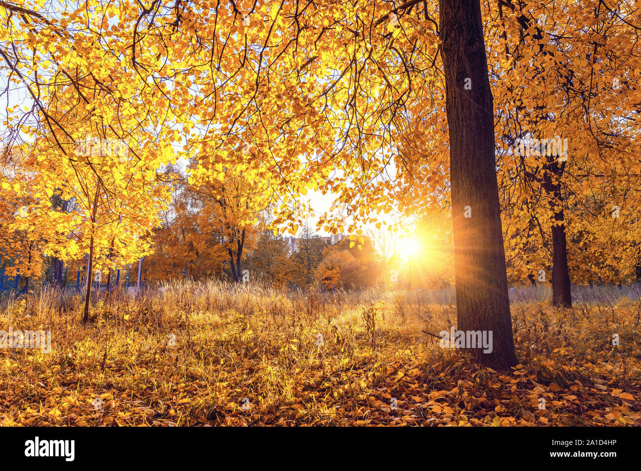 Bright tree hi-res stock photography and images - Alamy