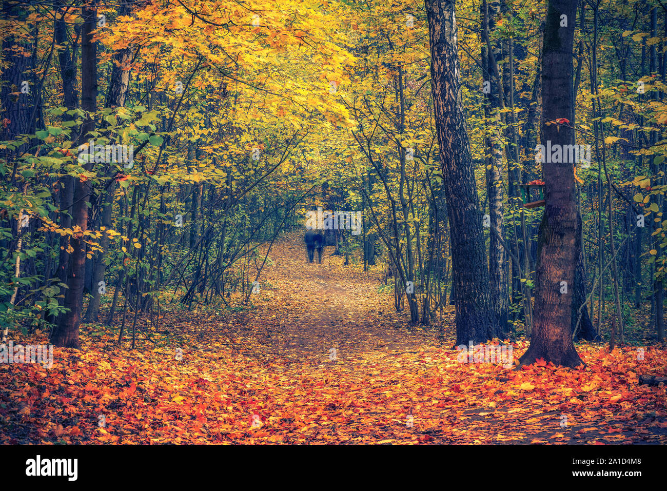 Pathway in autumn park Stock Photo - Alamy