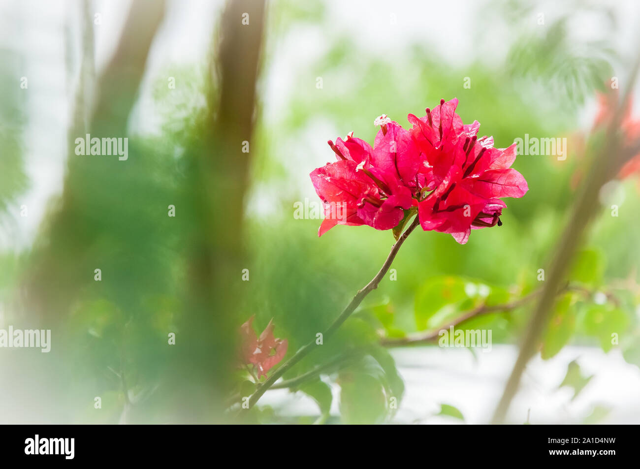 Caatinga hi-res stock photography and images - Alamy