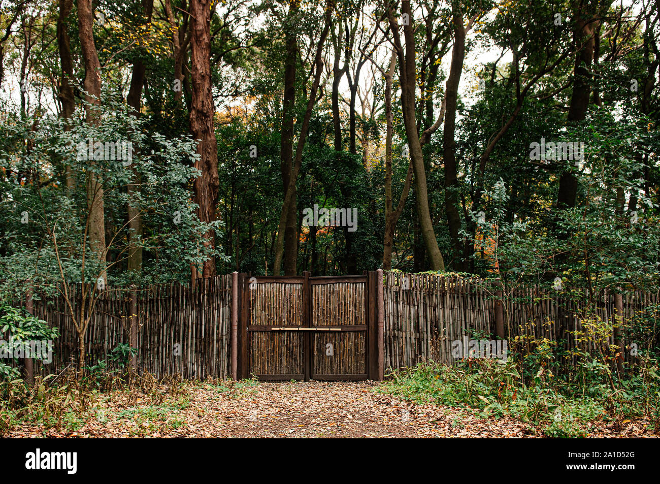 Old wooden bamboo fence with gate in lush green forest under very high ...