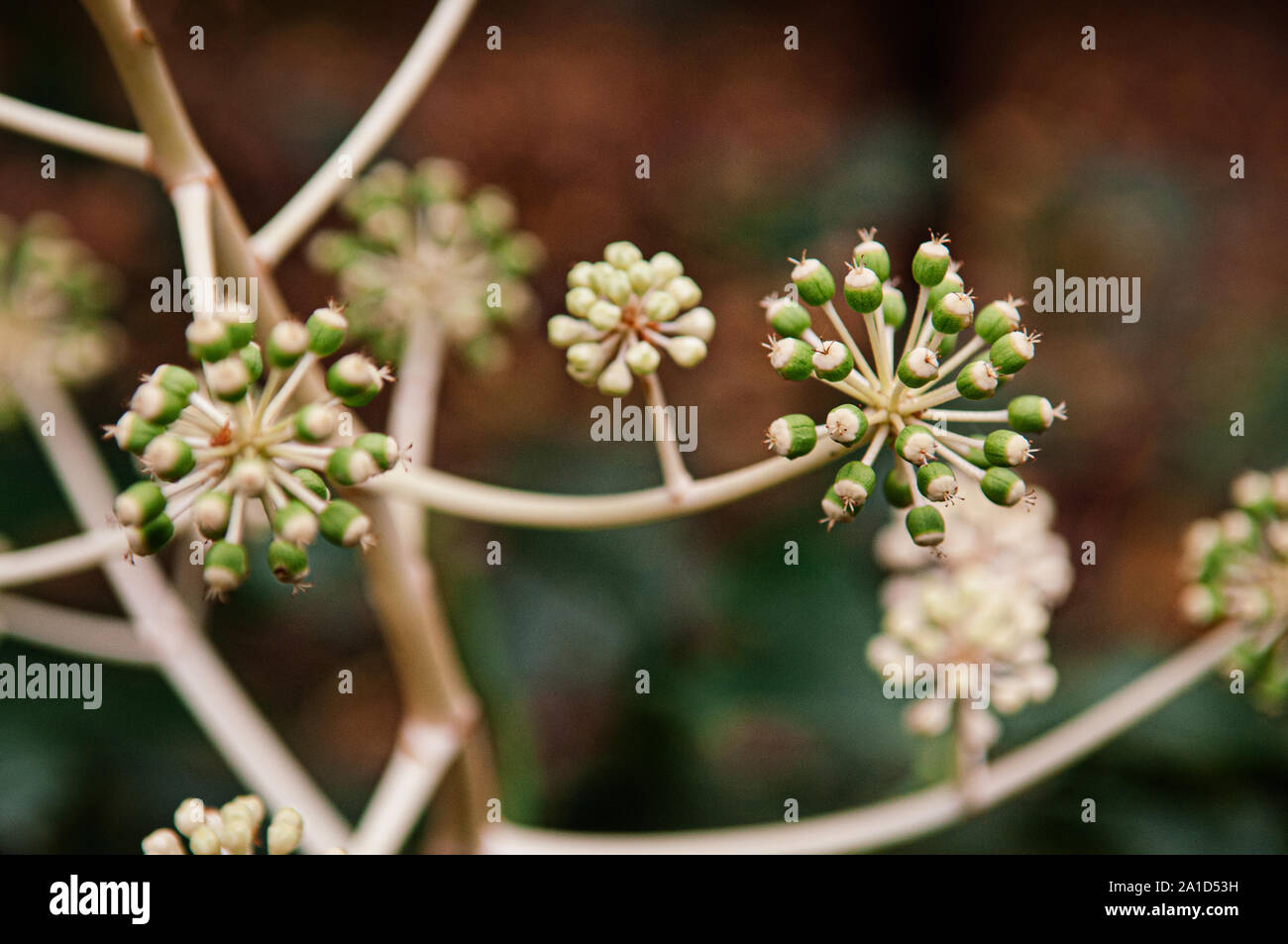 Aralia leaf hi-res stock photography and images - Alamy