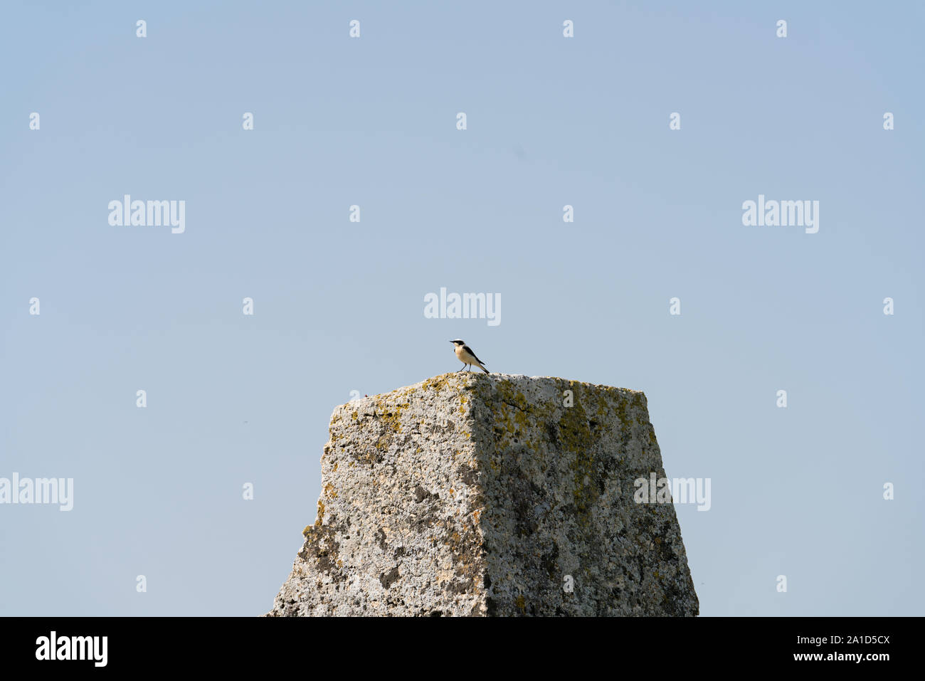 Chirping bird hi-res stock photography and images - Alamy