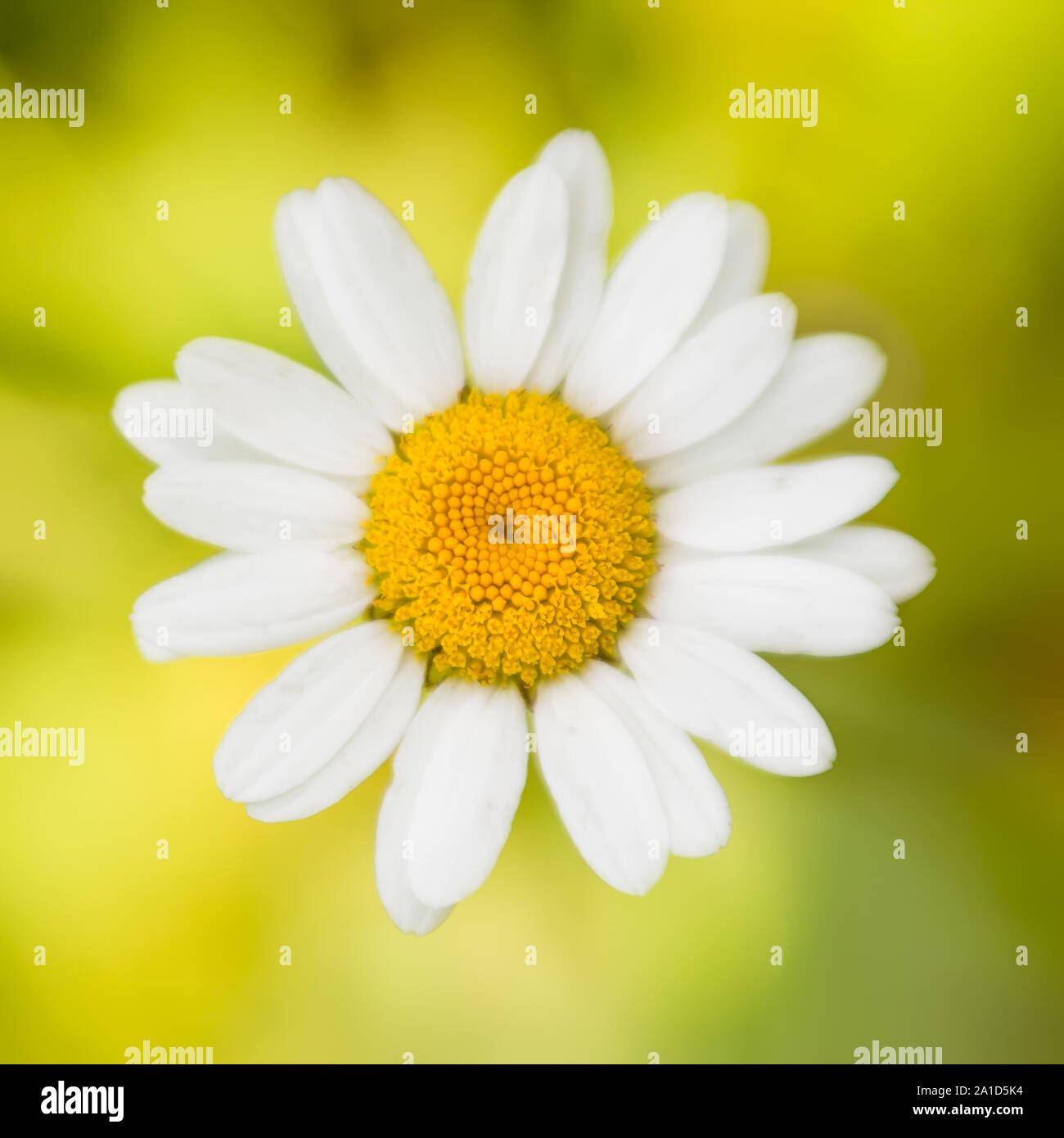 large beautiful single flower daisy or chamomile photographed from ...