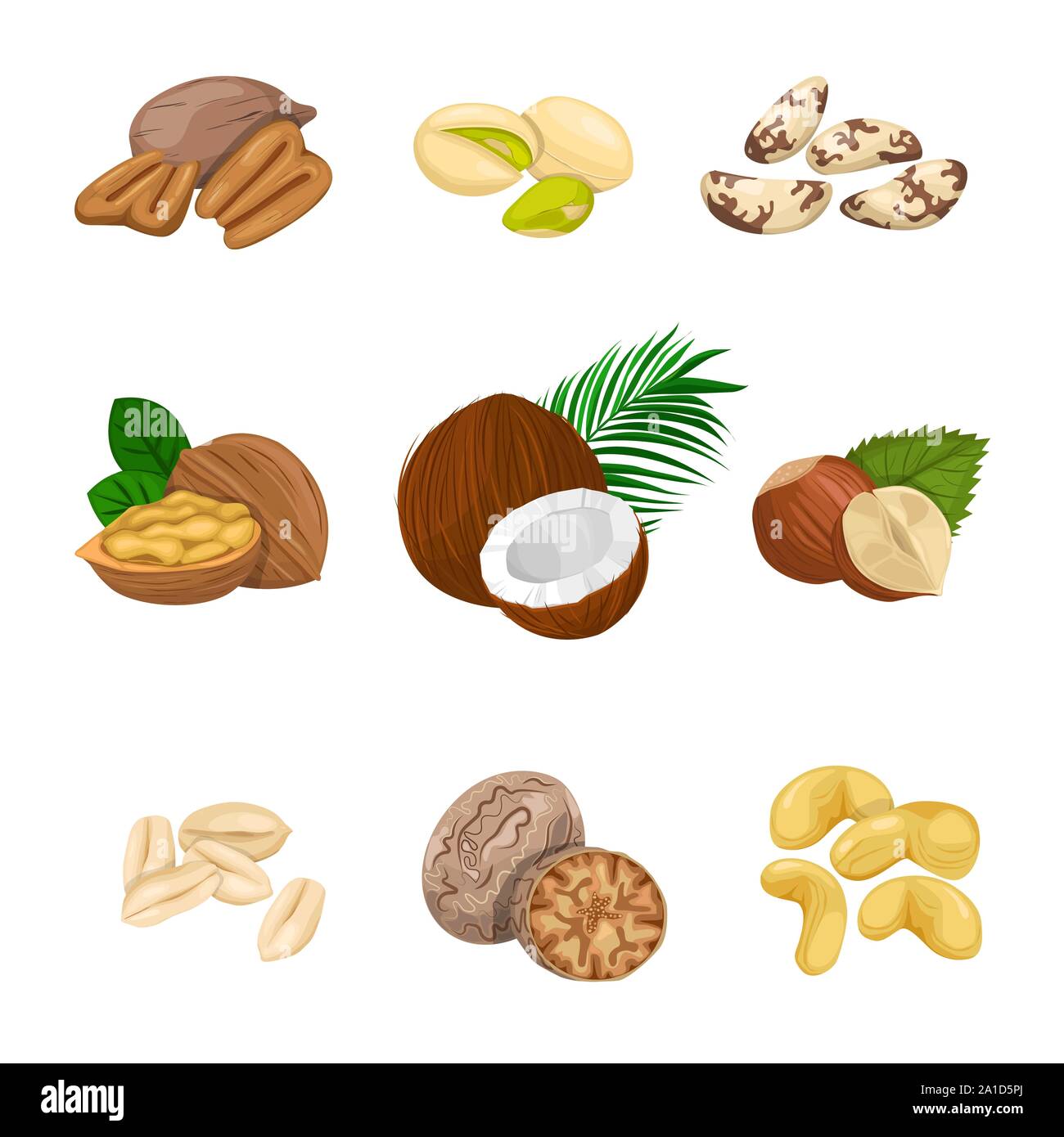 Ripe brown hazelnut nuts Stock Vector Images - Alamy