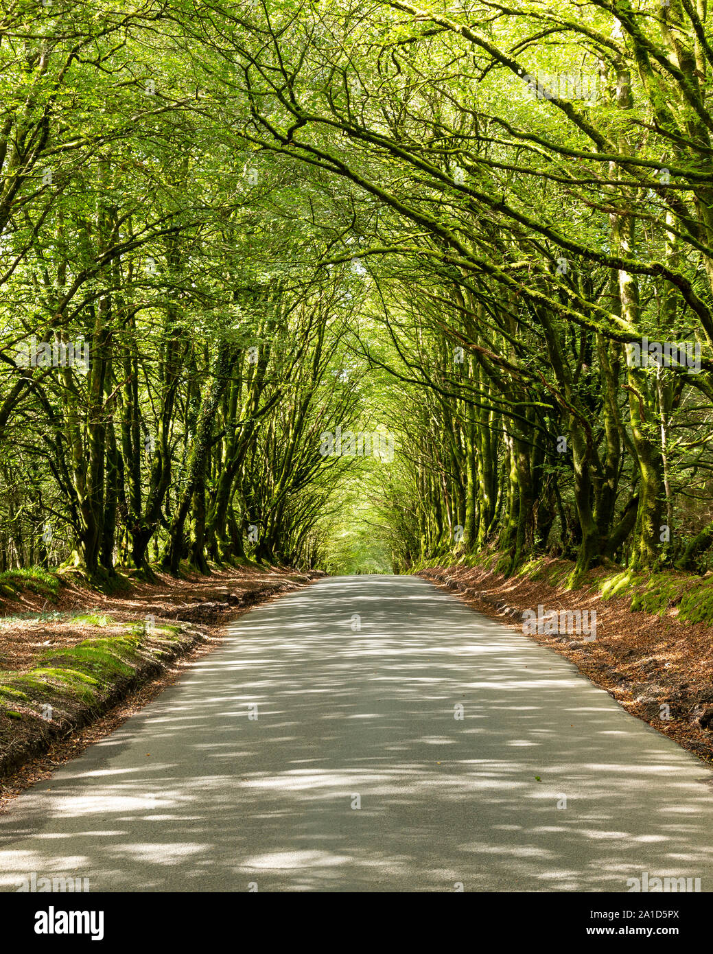 Tree lined road in Hartland, Devon, England Stock Photo - Alamy