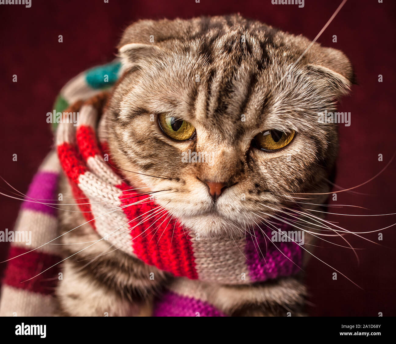 serious Scottish Fold cat in striped scarf prepares for winter Stock ...