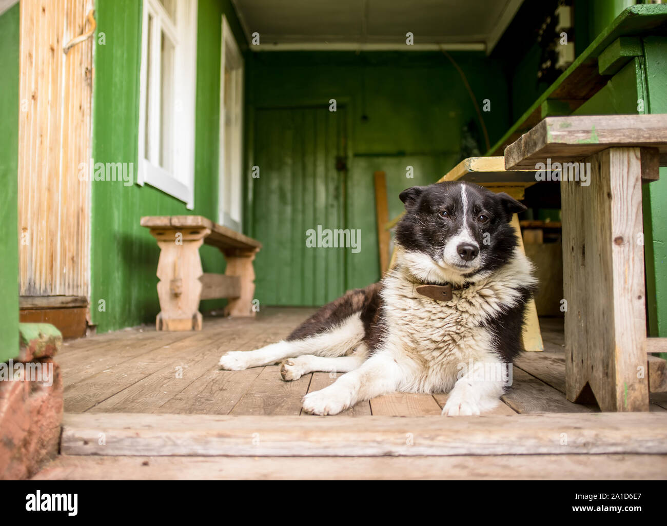 sad dog is missing alone, sitting on the porch of a country house Stock ...