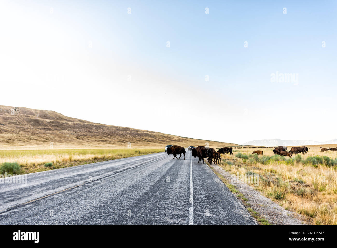 Bison Bison Herd Walking High Resolution Stock Photography and Images ...