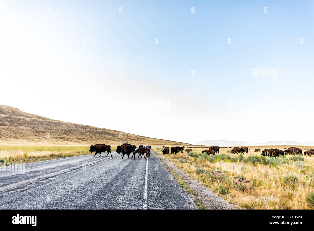 Bison Bison Herd Walking High Resolution Stock Photography and Images ...