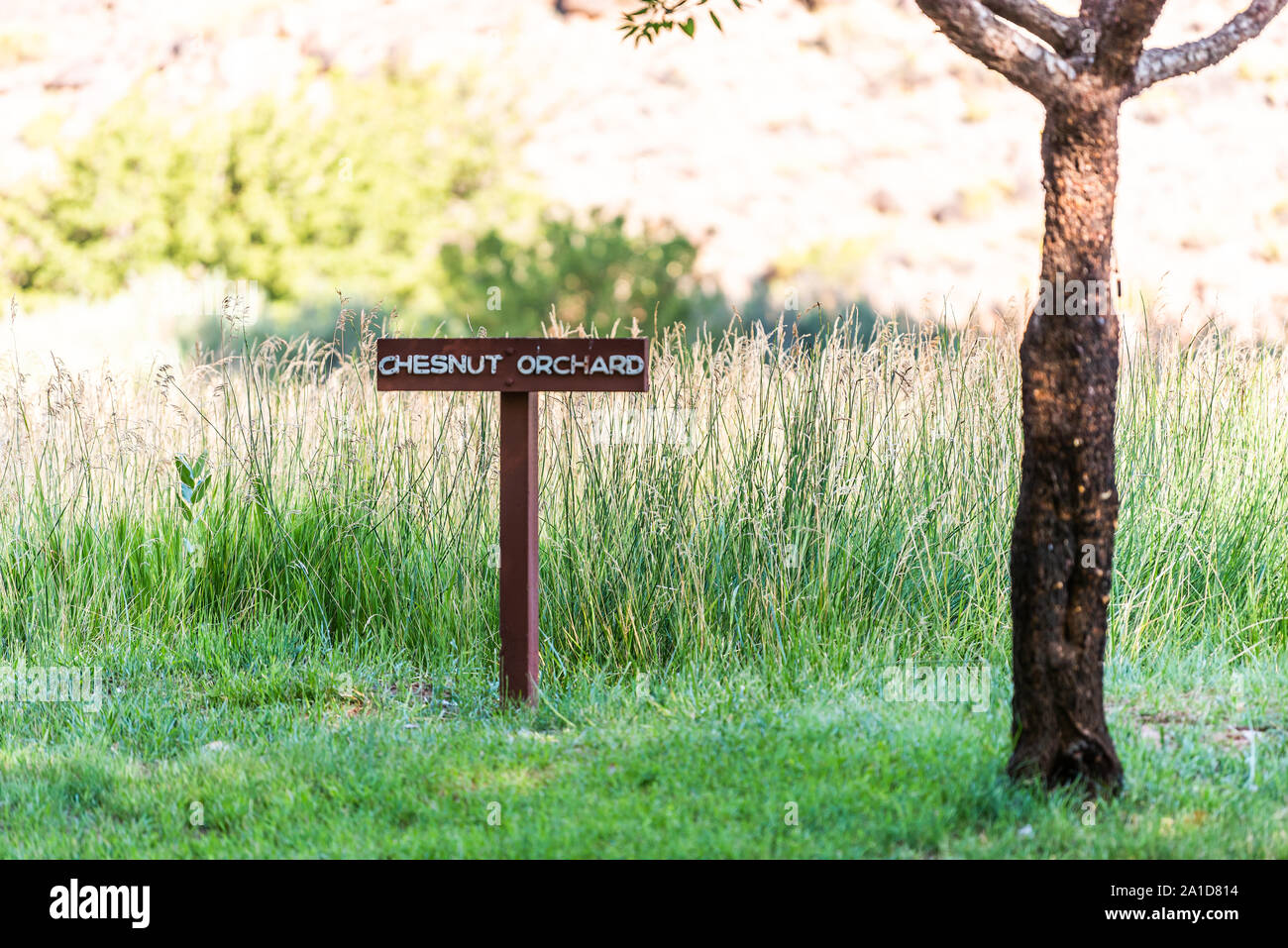 Farm field with sign for Chestnut Orchard in Fruita Capitol Reef ...