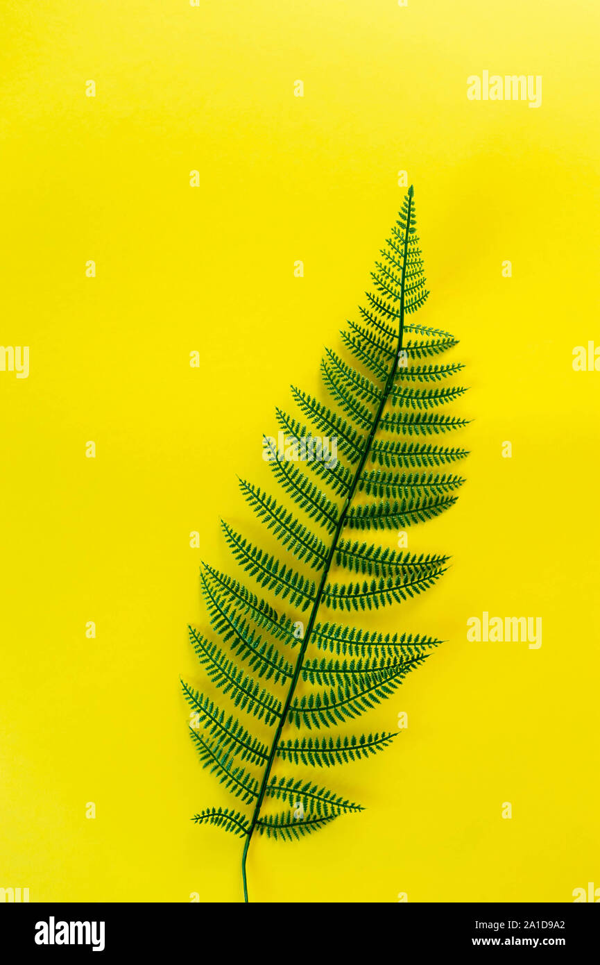 Emerald fern leaf on a bright yellow background. Substrate for design ...