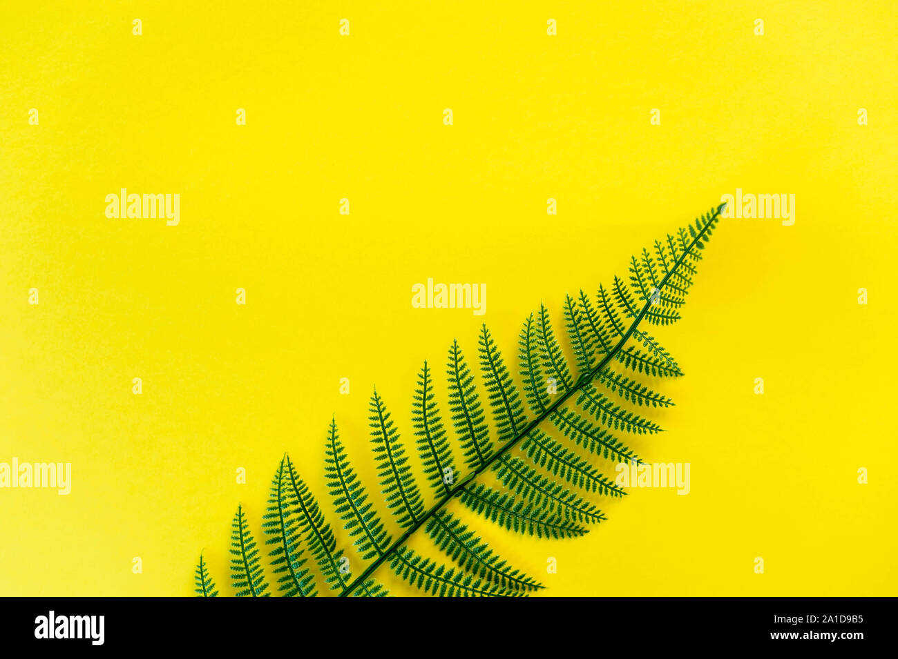 Emerald fern leaf on a bright yellow background. Substrate for design ...