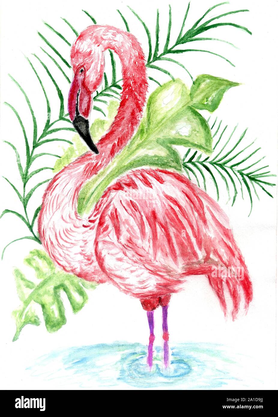 Hand drawn pink flamingo design watercolor illustration Stock Photo - Alamy