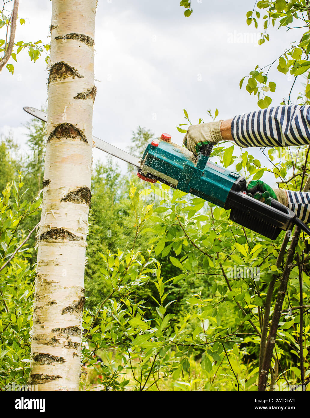 Pruning birch hi-res stock photography and images - Alamy
