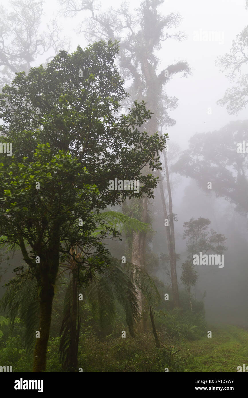 Side view beautiful green forest hi-res stock photography and images ...