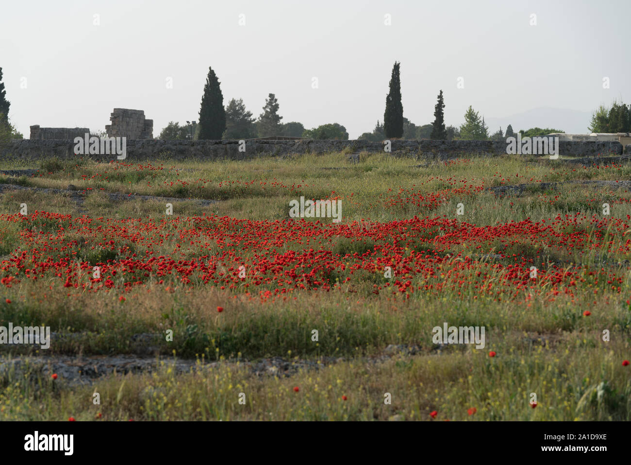 poppy flowers in front of ruined city walls Stock Photo - Alamy