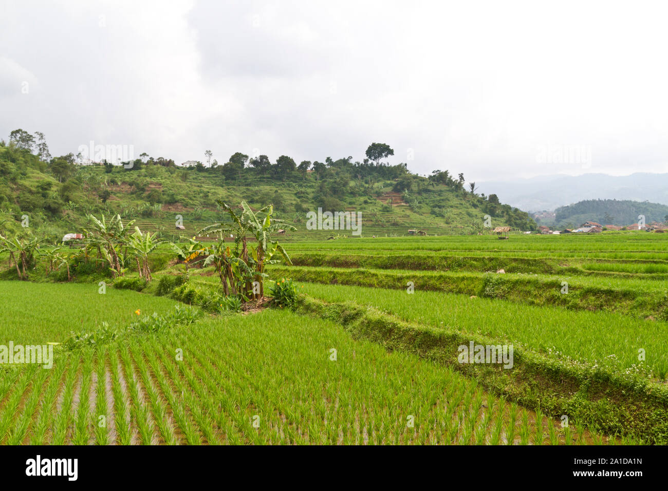 paddy plants in rows and terrace of hillside paddy field in Bandung ...